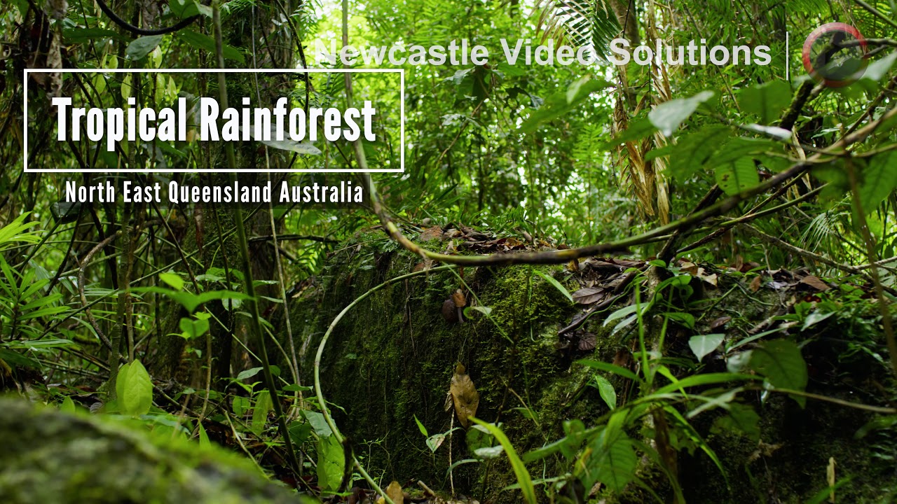 Tropical Rainforest 3 - YouTube