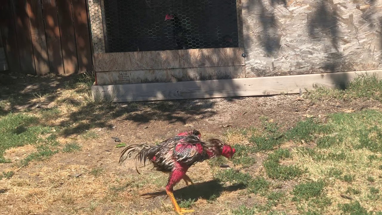Hmong Brothers Qaib Ej. 2x champion 9lb Pakoi Rooster. - YouTube