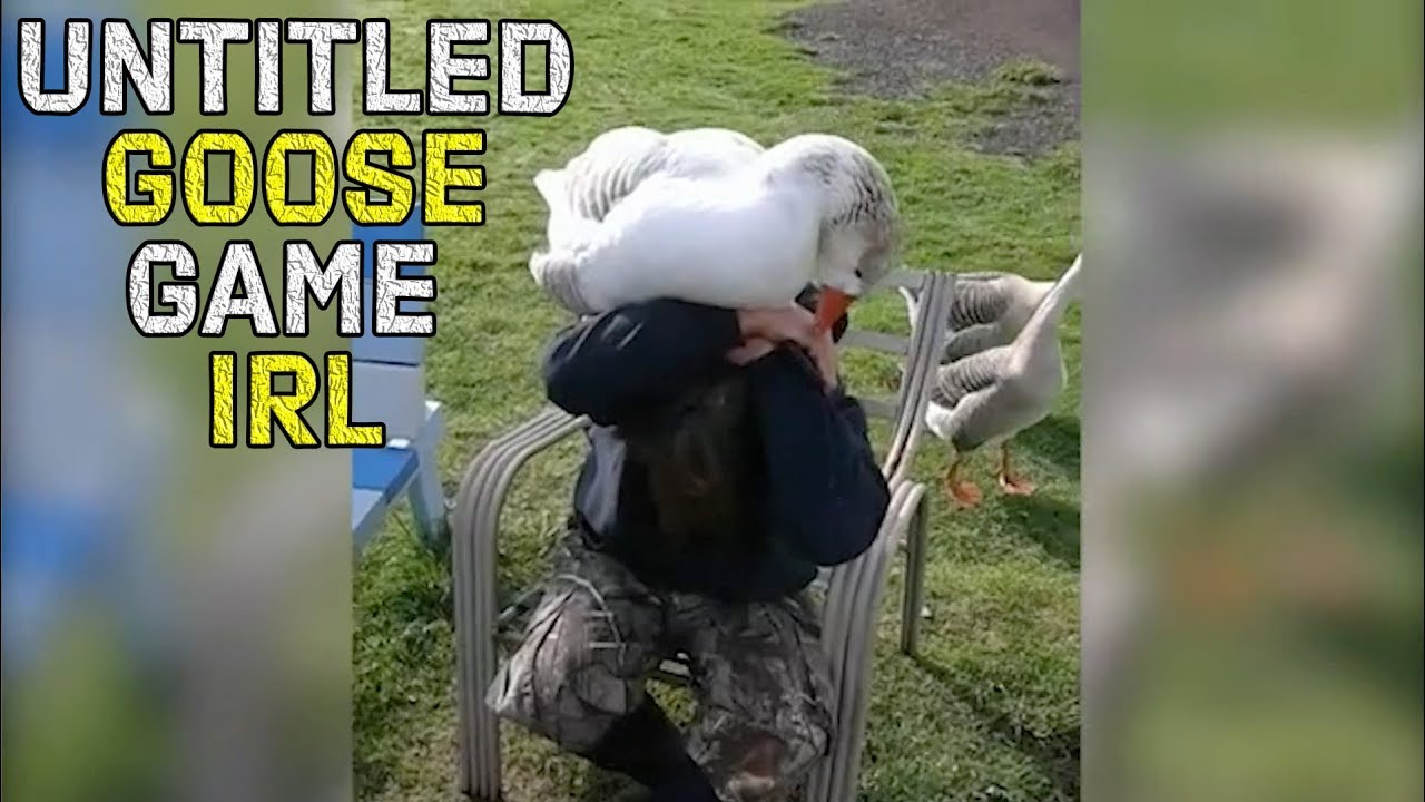 Untitled Goose Game IRL and Kangaroos | Funny Compilation - YouTube