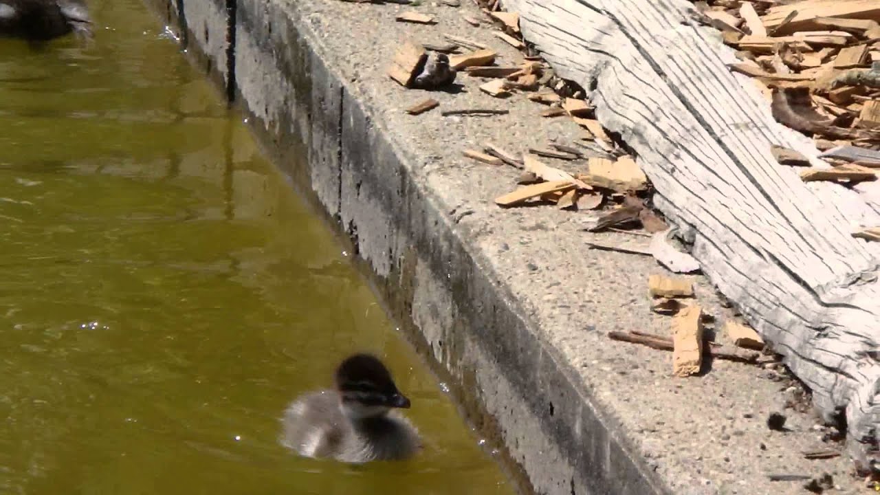 Little Lost Duckling - YouTube