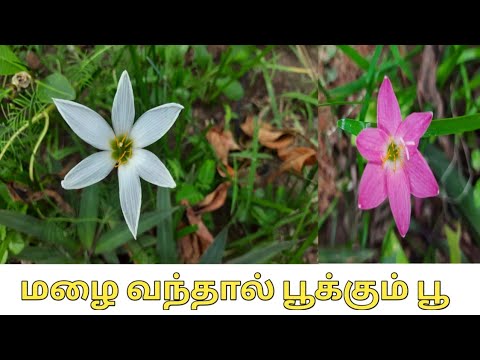 rain lily in tamil || rain lily plant care || Kavi Passion - YouTube