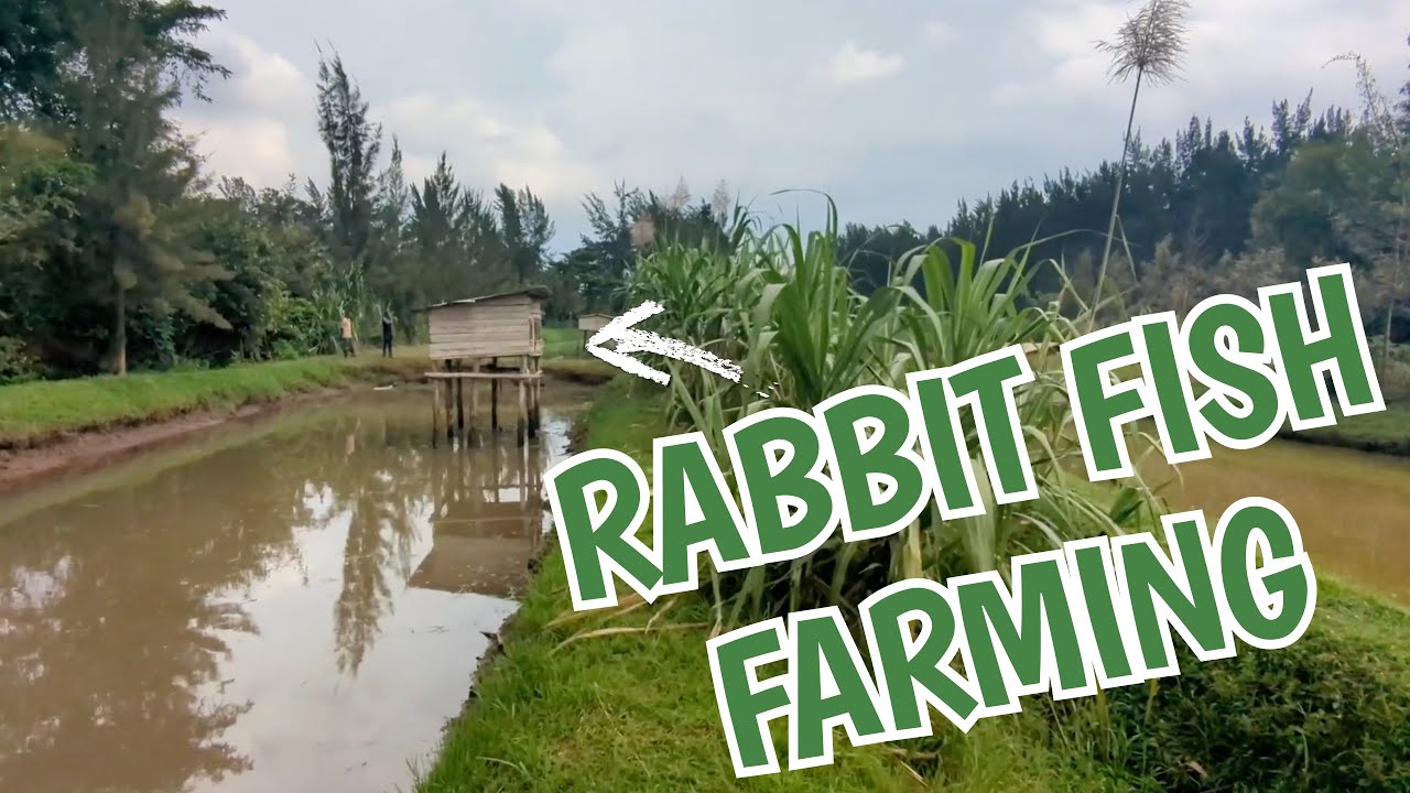 Integrated Rabbit and Fish Farming in Rwanda - YouTube