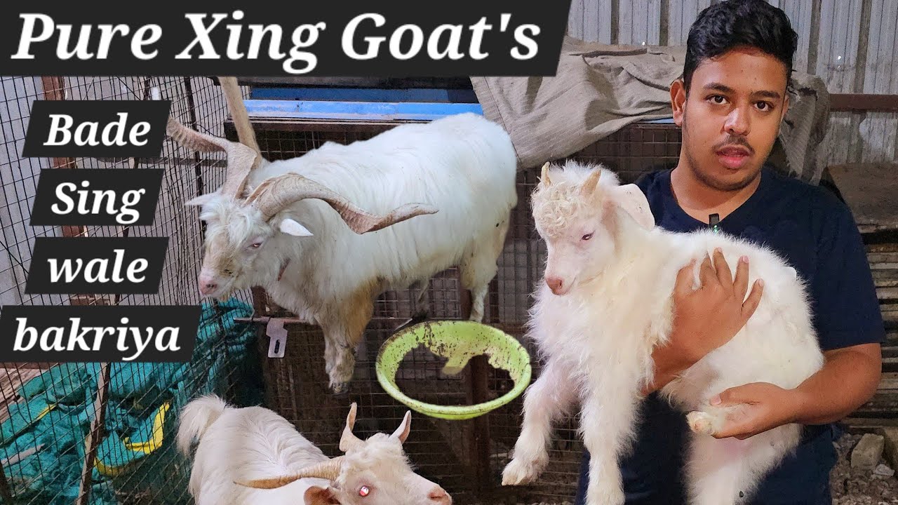 Top Quality Zing goat's available in Hyderabad | vilayati menda aur ...