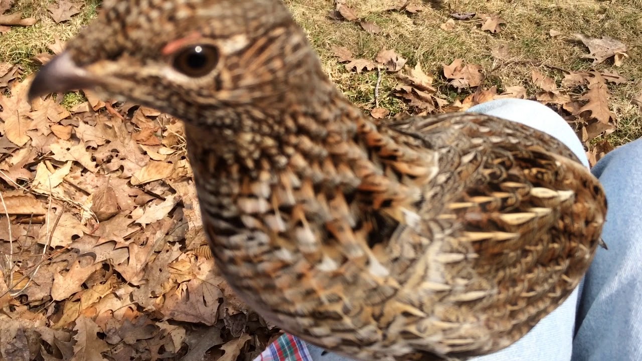 Another Grouse Attack!!! - YouTube