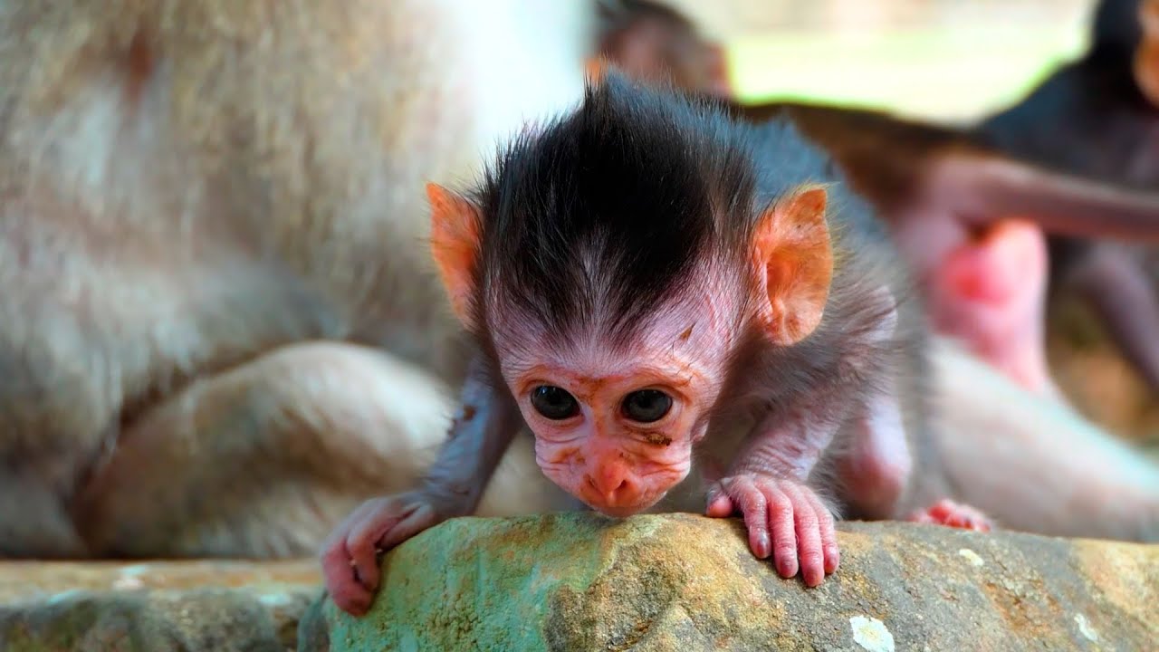 Adorable baby needs more love by mom | Real Angkor Monkey - YouTube