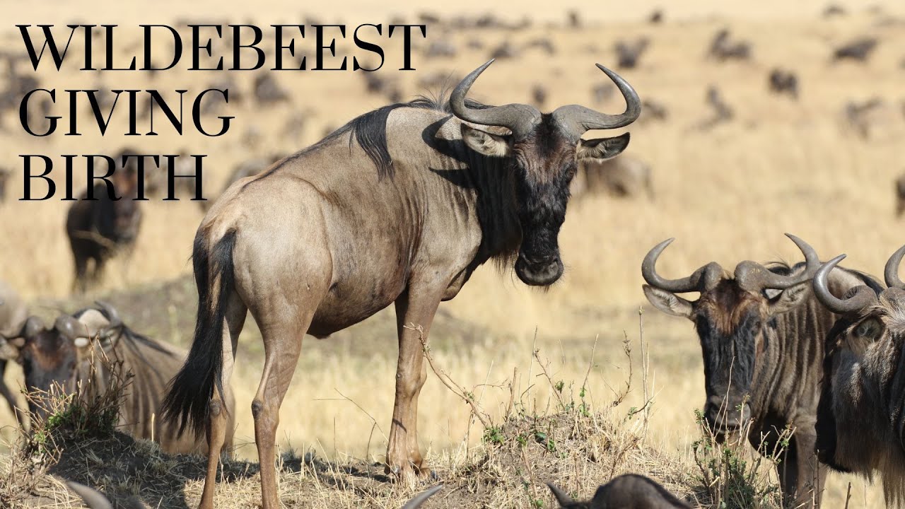 wildebeest giving birth - YouTube