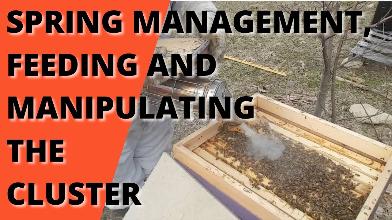 Spring management, feeding and manipulating the cluster - YouTube