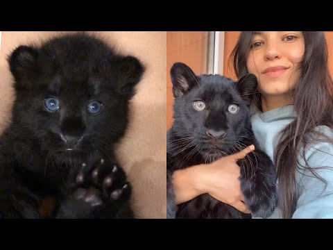 Panther Luna from baby to first fallen tooth😸❤️