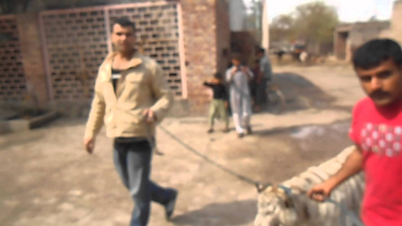 HASEEB JUTT N TIGER,,,,, - YouTube