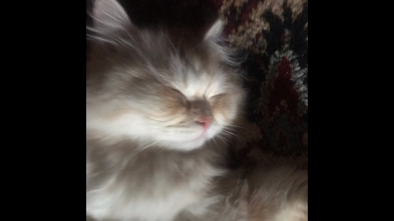 بث مباشر من قِبل Hshshsh Bdnshshjs - YouTube