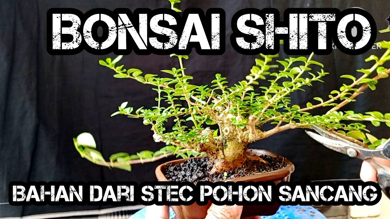 BONSAI SHITO Bahan Dari Steck Pohon Sancang - YouTube