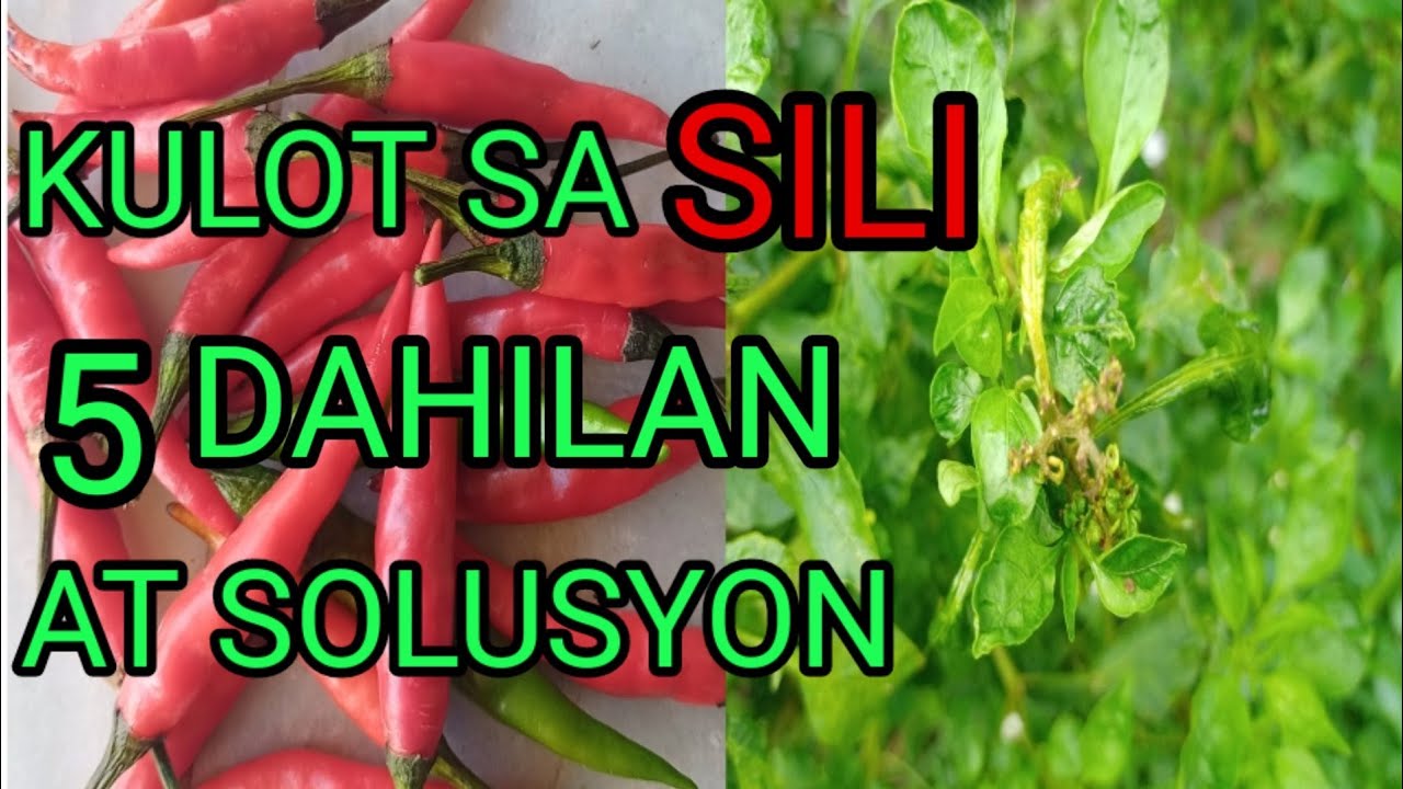 5 DAHILAN NG KULOT NG SILI AT SOLUSYON - YouTube