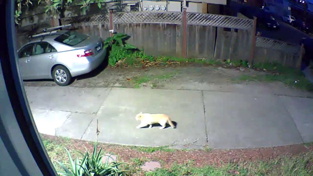 "Blink Busted" - Cat visit - YouTube