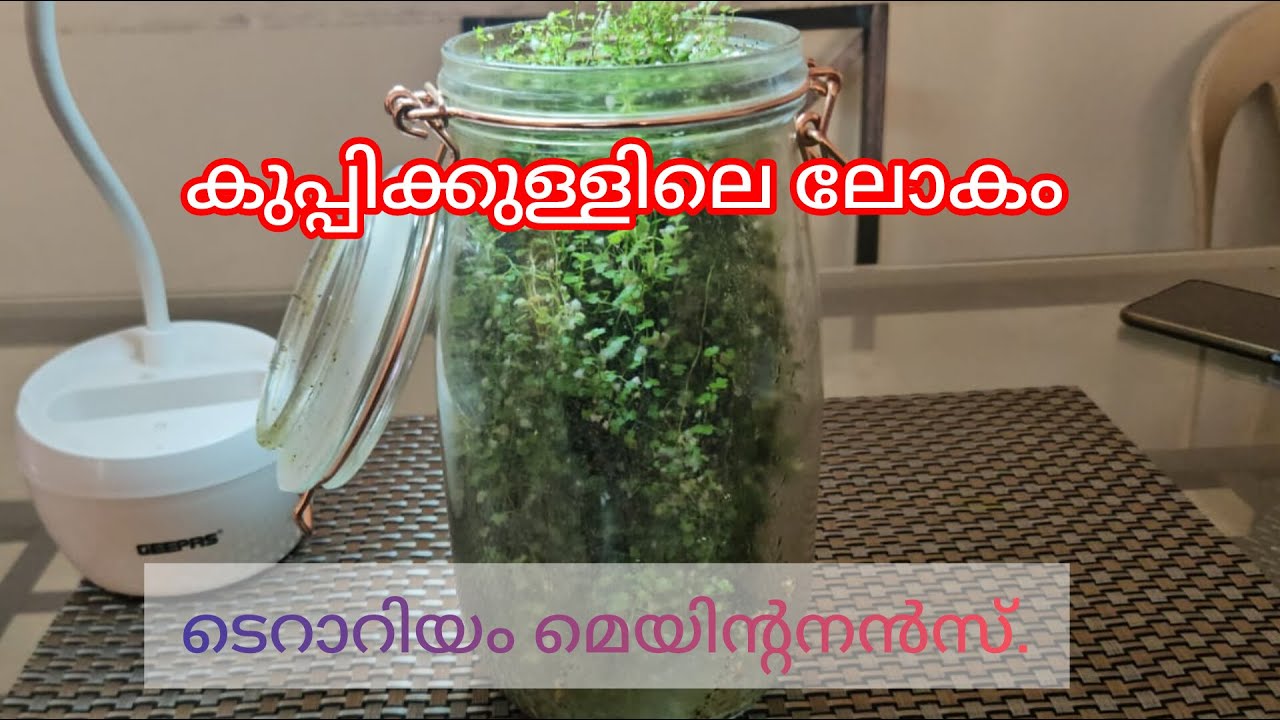 Terrarium Maintenance update video #hydrocotyle #tripartita #terrarium ...