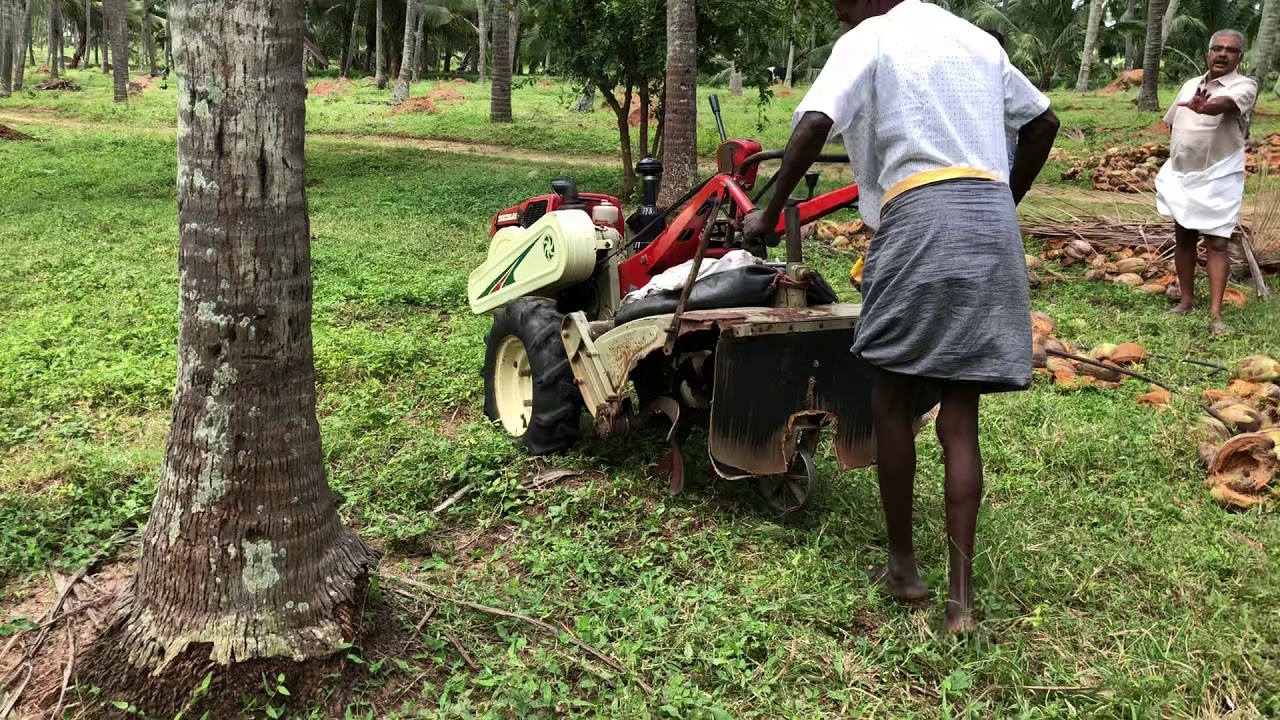 Coconut tree Paathi making - YouTube