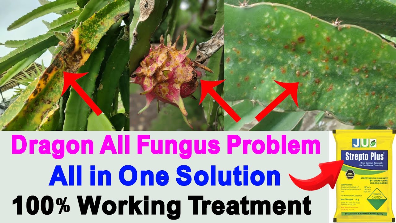Dragon Fruit Plant Rust/Fungal Disease or Bacterial Infection Problem ...