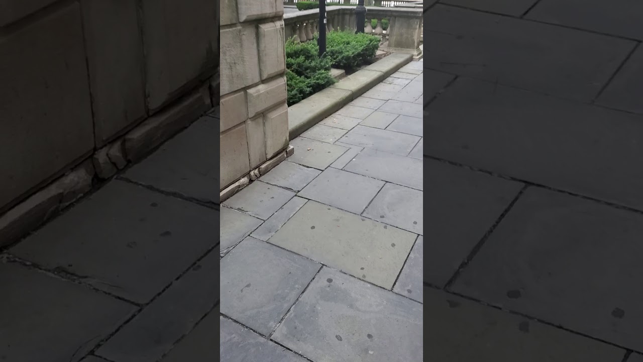 New York City Rat Steals a Bagel - YouTube