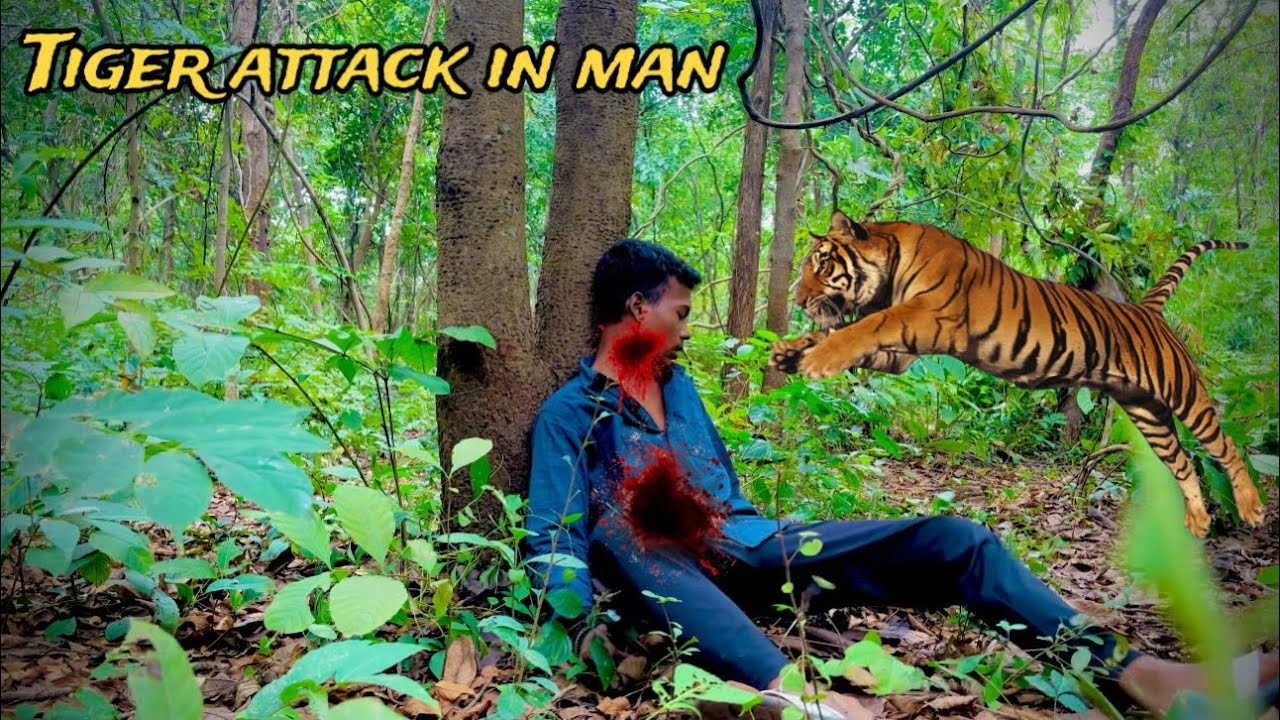 tiger attack man in the forest | tiger attack in jungle,royal Bengal ...