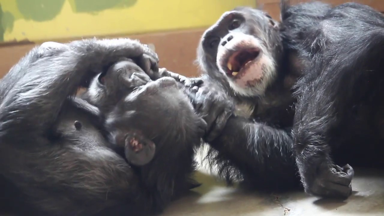 Rescued chimpanzees play - YouTube