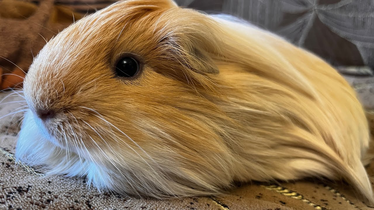 Guinea pig Max purrs next to me - YouTube