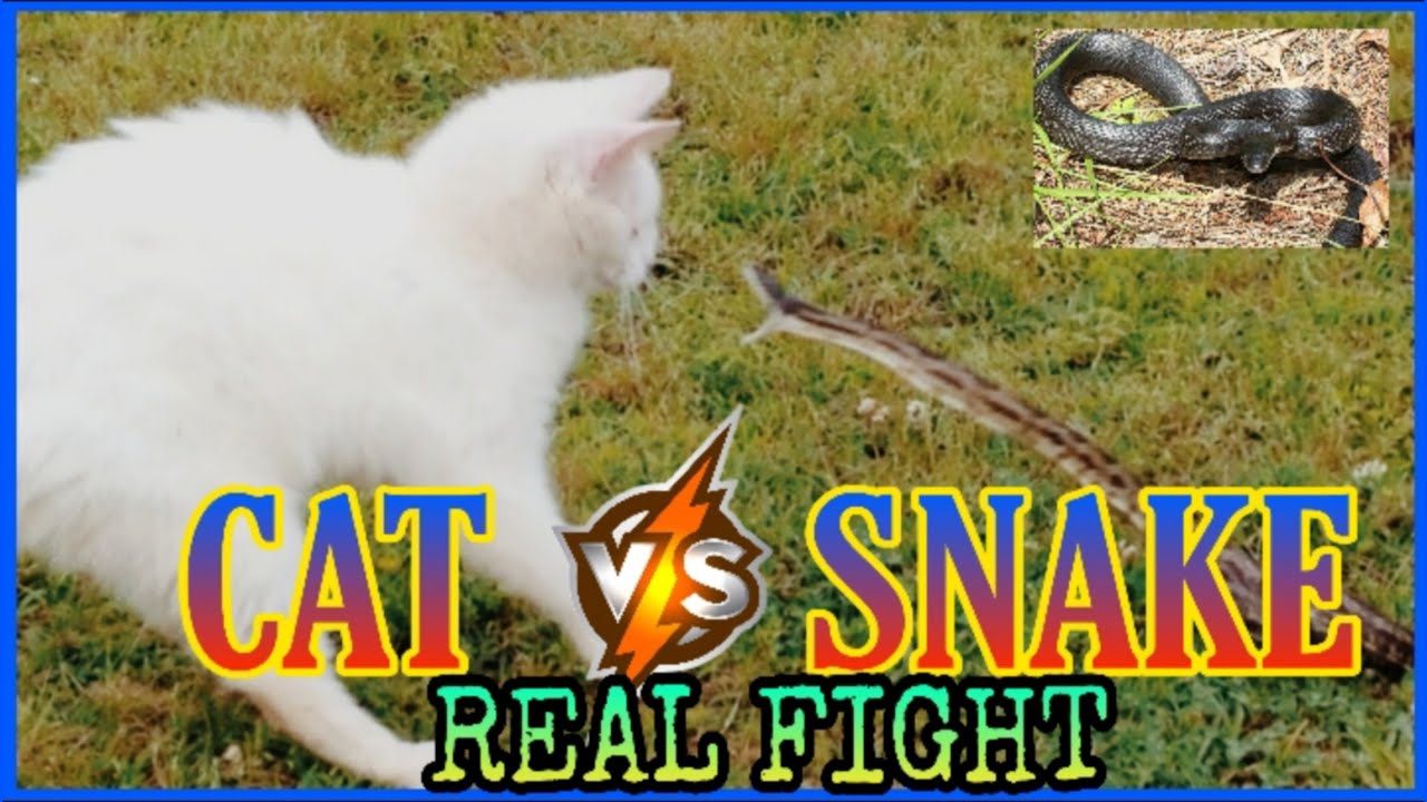 CAT VS SNAKE REAL FIGHT | CAT AND SNAKE FIGHTING | ANIMAL FIGHTING | S ...