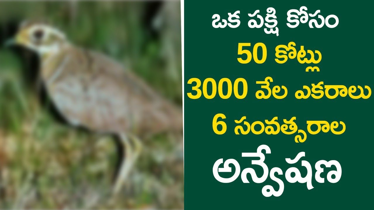 Most Interesting Facts about Kalivi Kodi | కలివికోడి | Jerdon Courser ...