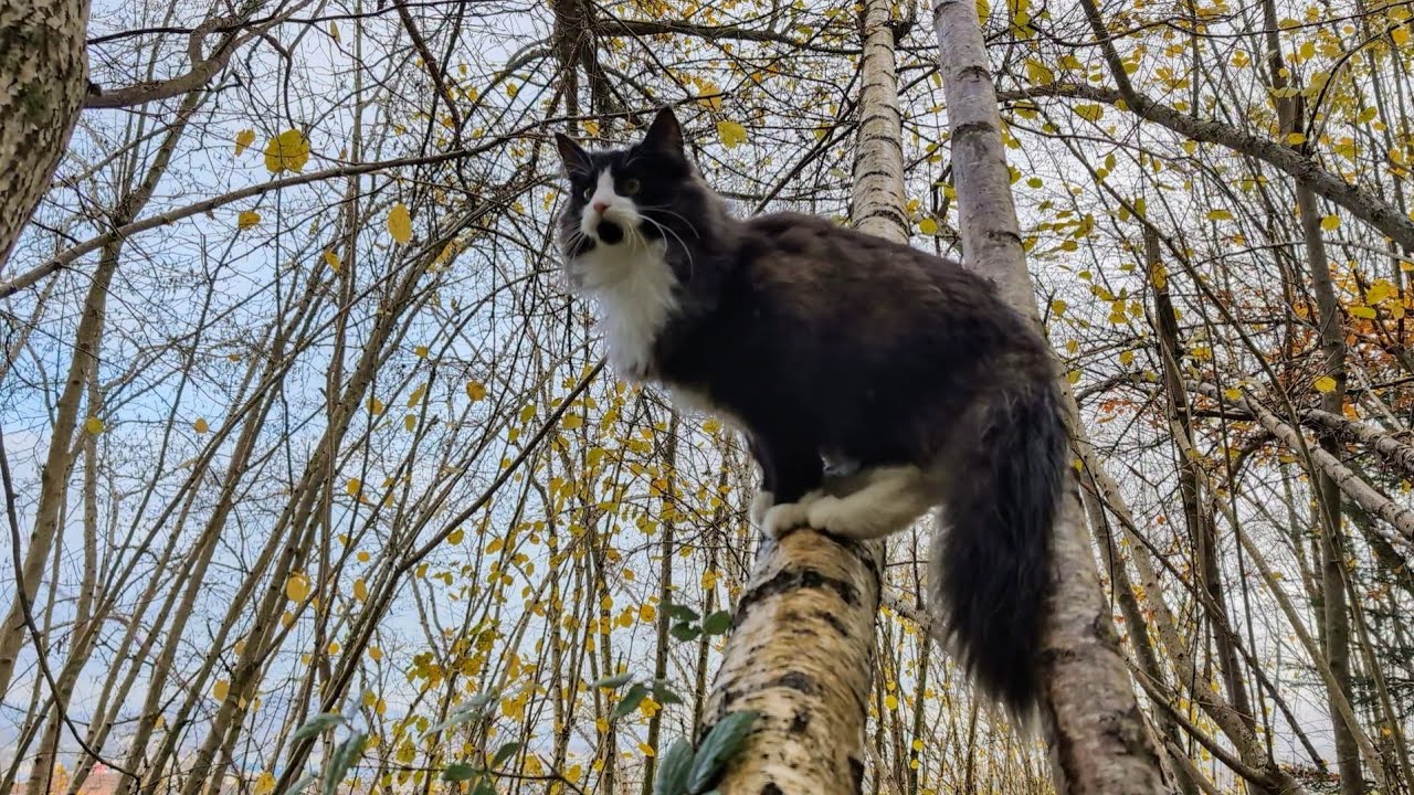Norwegian Forest Cat: Climbing in the Rain - YouTube