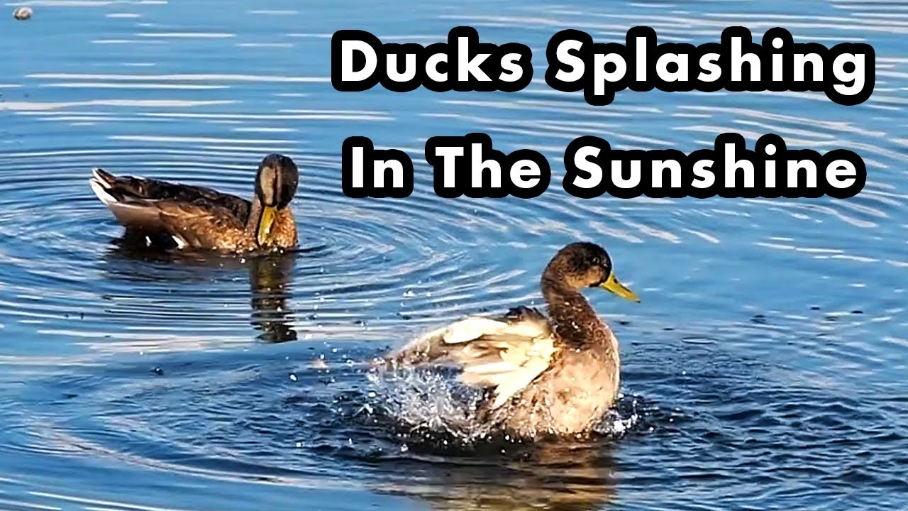 Ducks Splashing and Preening Their Feathers In a Lake - YouTube