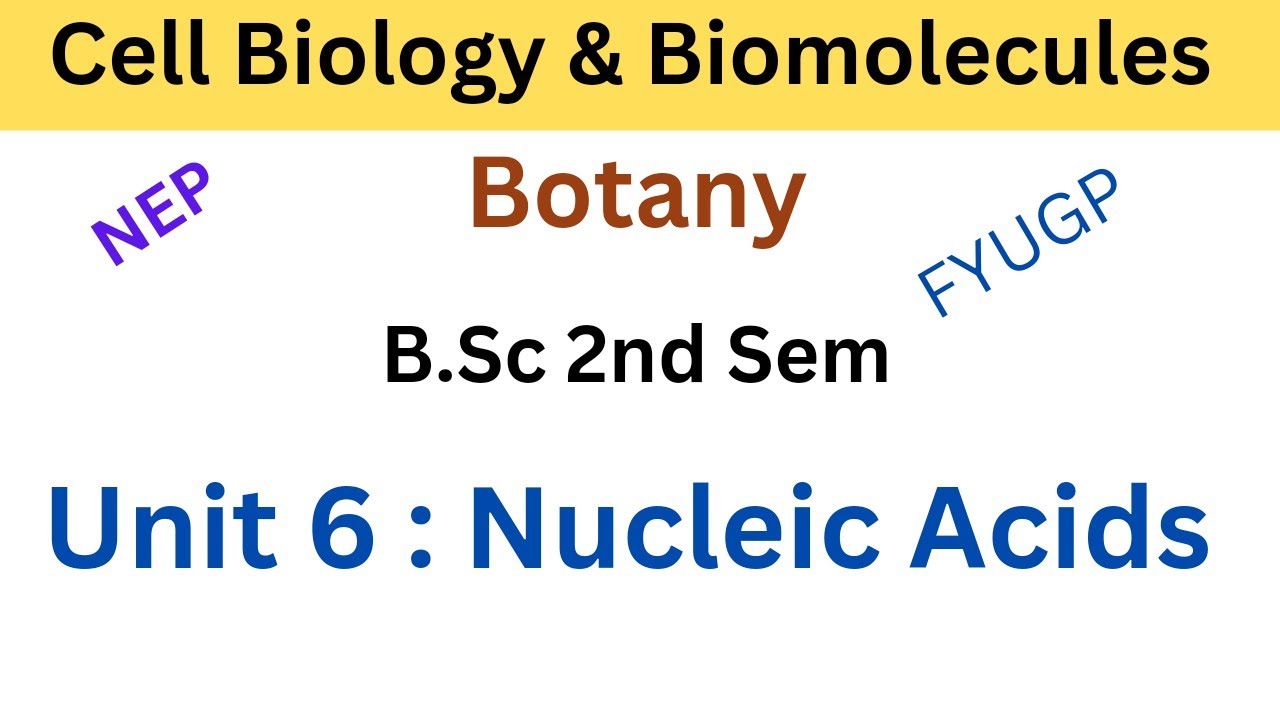 Nucleic Acid Unit 6 BSc Botany 2nd Semester | B.sc 2nd Sem Botany Core ...