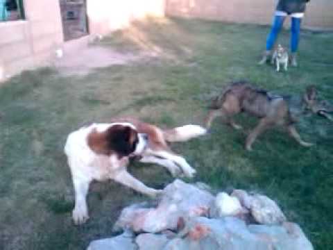 Lobo Vs Perro. Fauna y Acción - YouTube