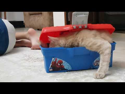 Bebek Duman Takım Çantasında.