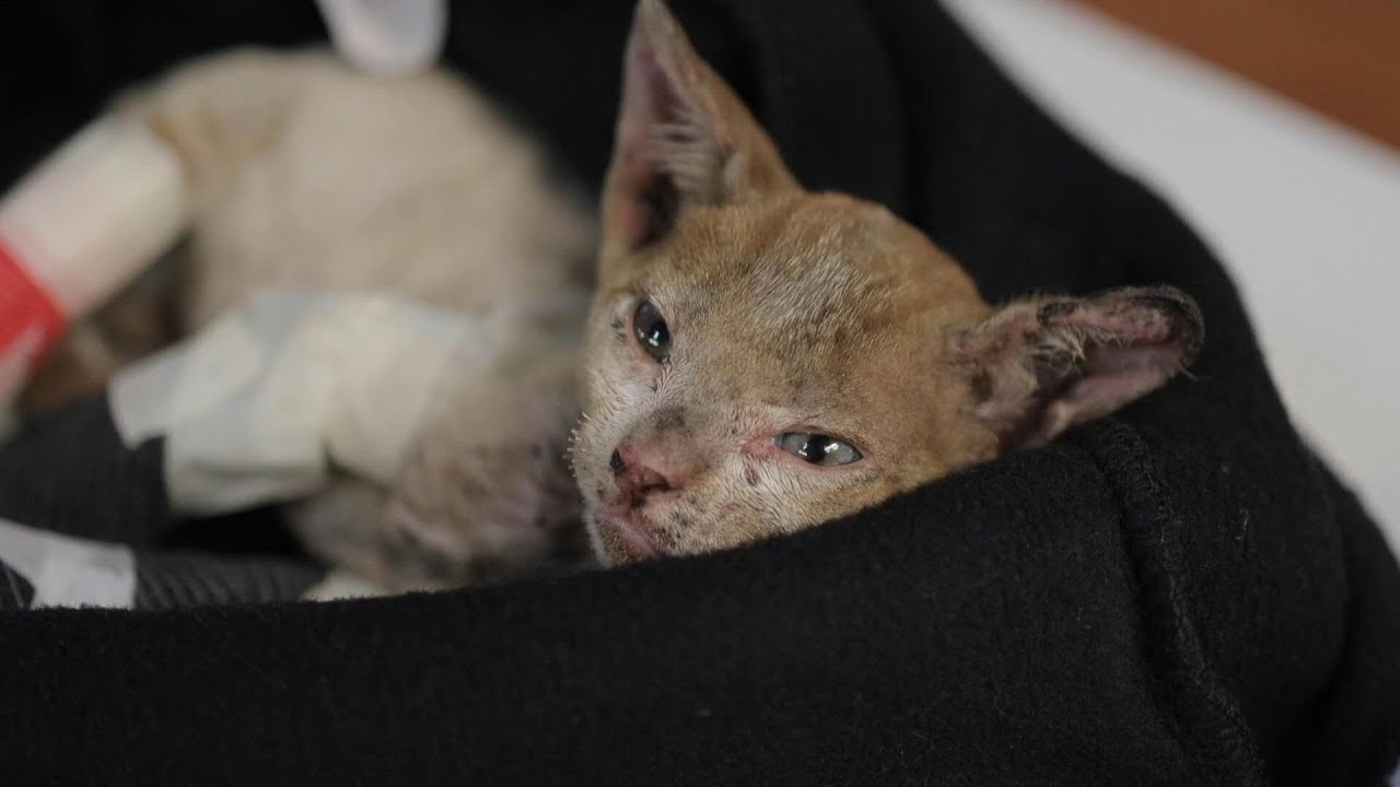 Animals with burn injuries rescued from Chile's wildfires | AFP - YouTube