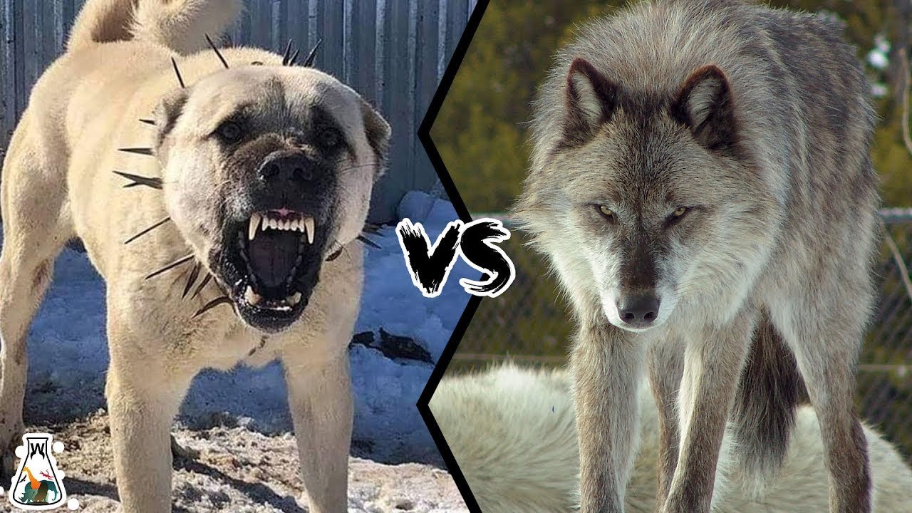 KANGAL vs WOLF - Ultimate Dog Fight Clash | Wolf Attacks Bear, Dog ...