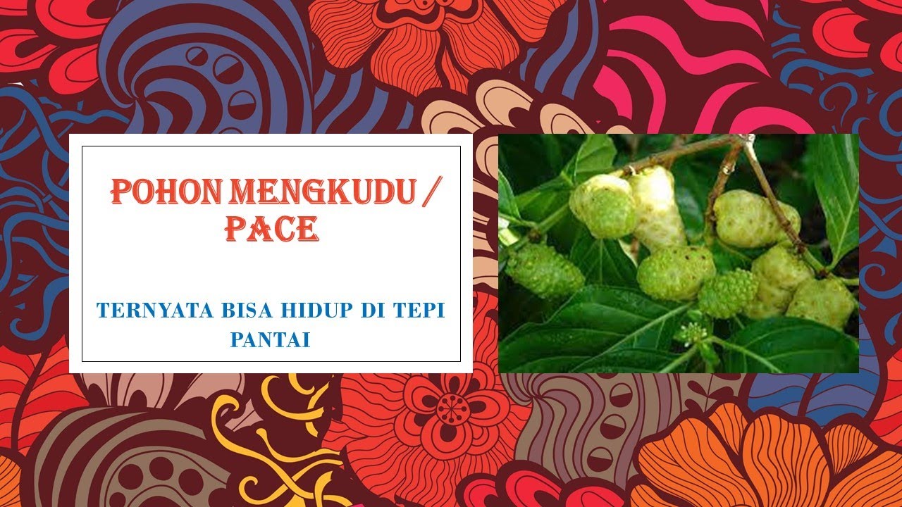 POHON MENGKUDU ATAU PACE TERNYATA BISA TUMBUH DI TEPI PANTAI PADANG ...