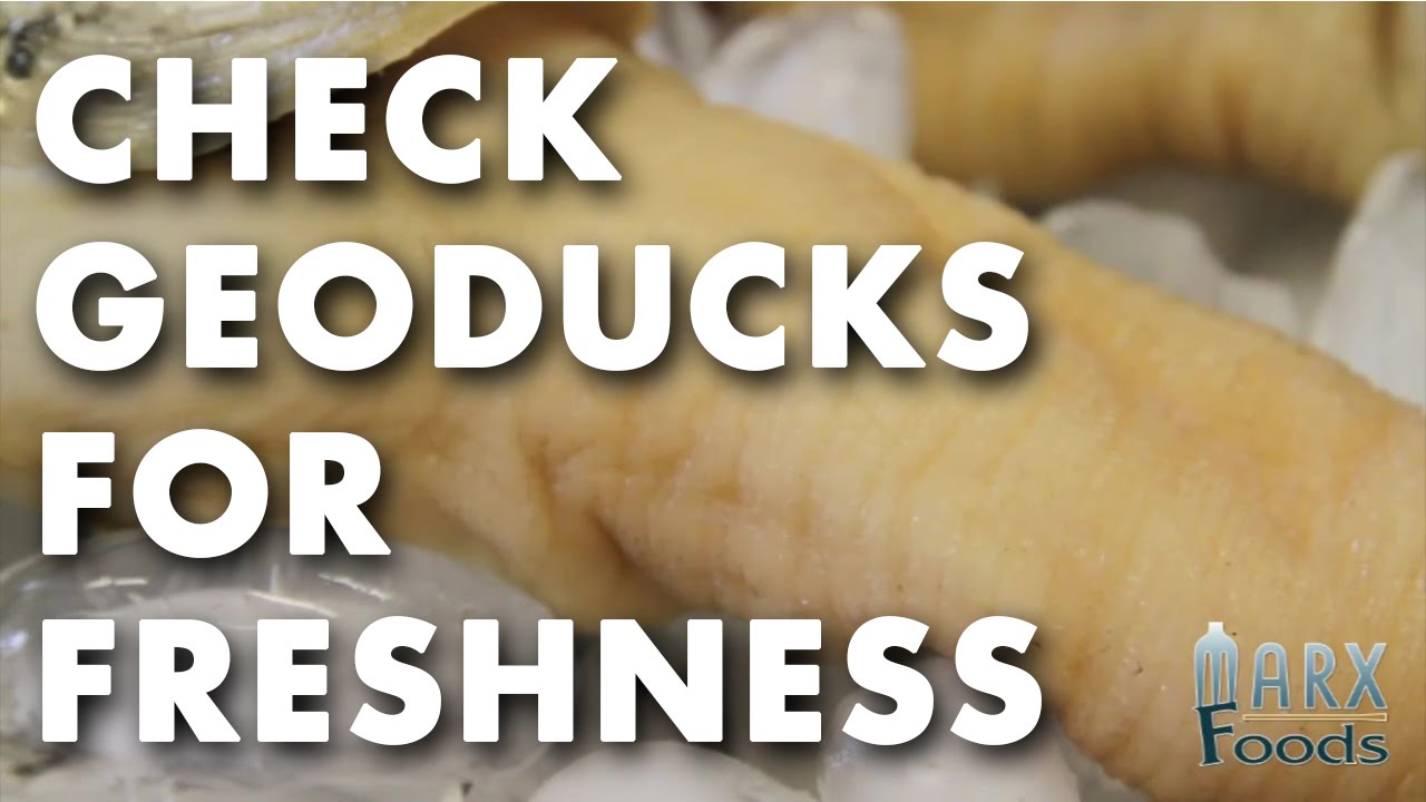 How to Check Geoducks for Freshness Video - YouTube