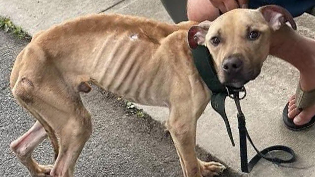 Starved Dog, Covered In Scars, Is Granted A Second Chance At Life - YouTube