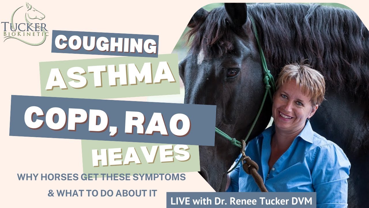 Coughing, Asthma, COPD, heaves, RAO - Why horses get these symptoms and ...