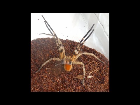 Extremely aggressive (#PhoneutriaNigriventer )#Brazilianwanderingspider ,striking out at me!