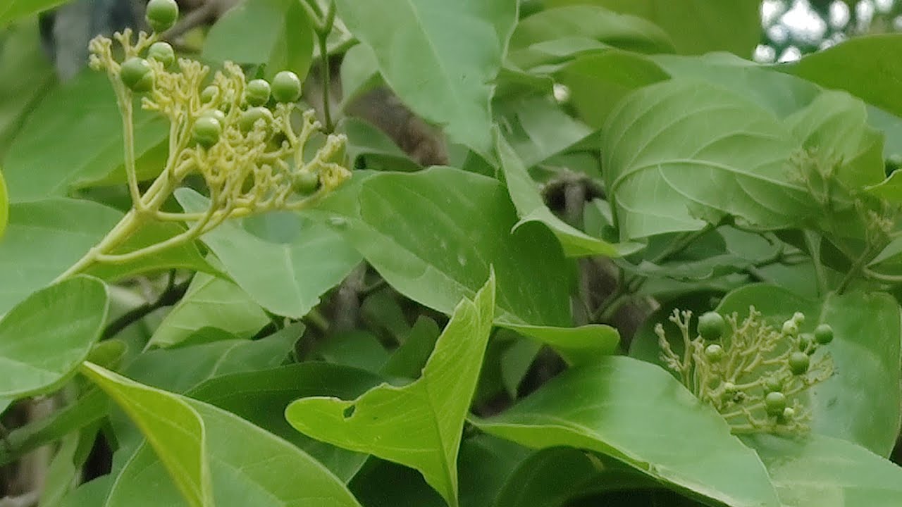 अग्निमंथ / Badi Arani / Headache Tree की पहचान और उपयोग । #herbs # ...