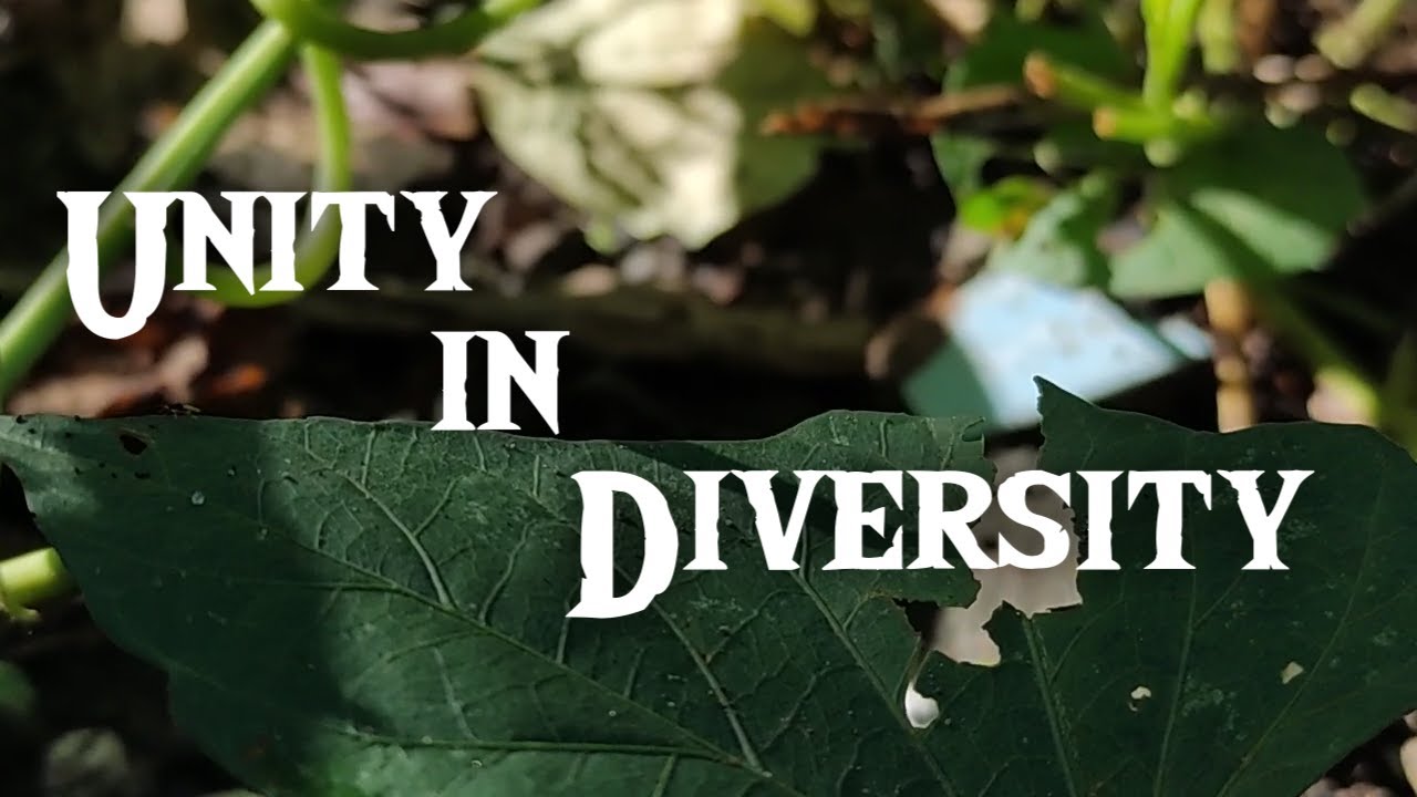 Unity In Diversity | Festival Film SMANSA - YouTube