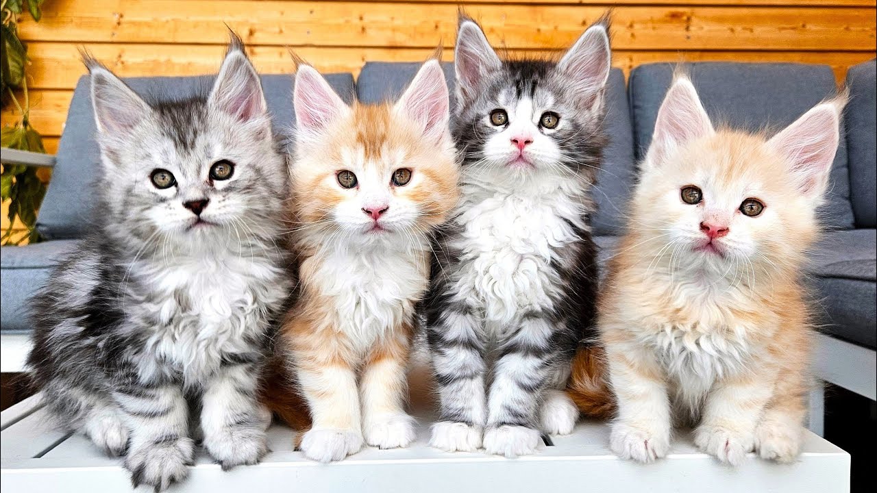 Playful Maine Coon Kittens Discover the Balcony! - YouTube