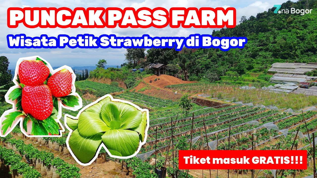 PUNCAK PASS FARM | Wisata Petik Strawberry di Puncak Bogor - Tonton ...