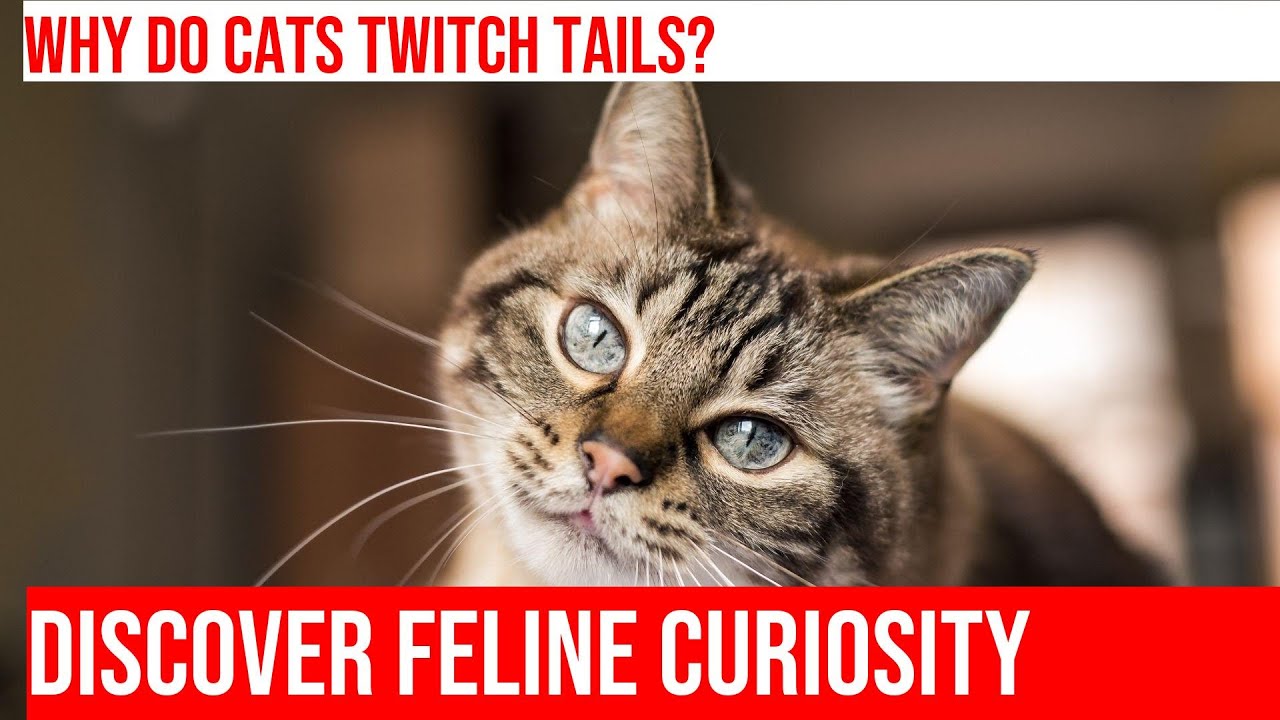 Curious Cats: Exploring the Significance of Tail Twitching - YouTube