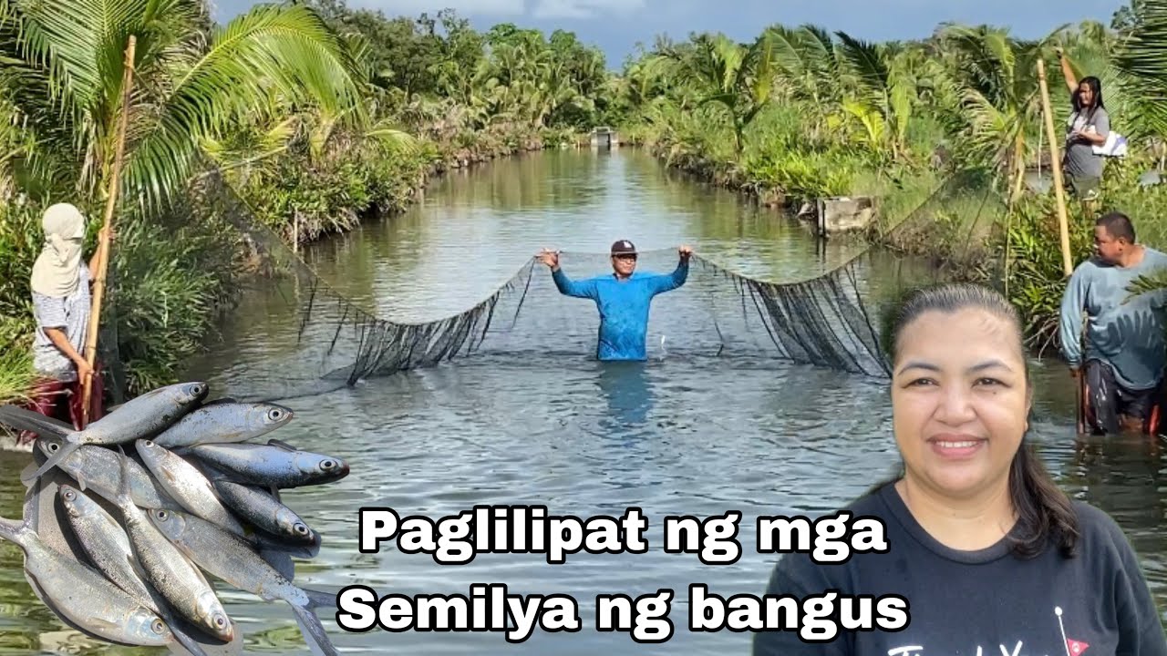 Paglilipat ng mga Semilya ng bangus vlog903 - YouTube