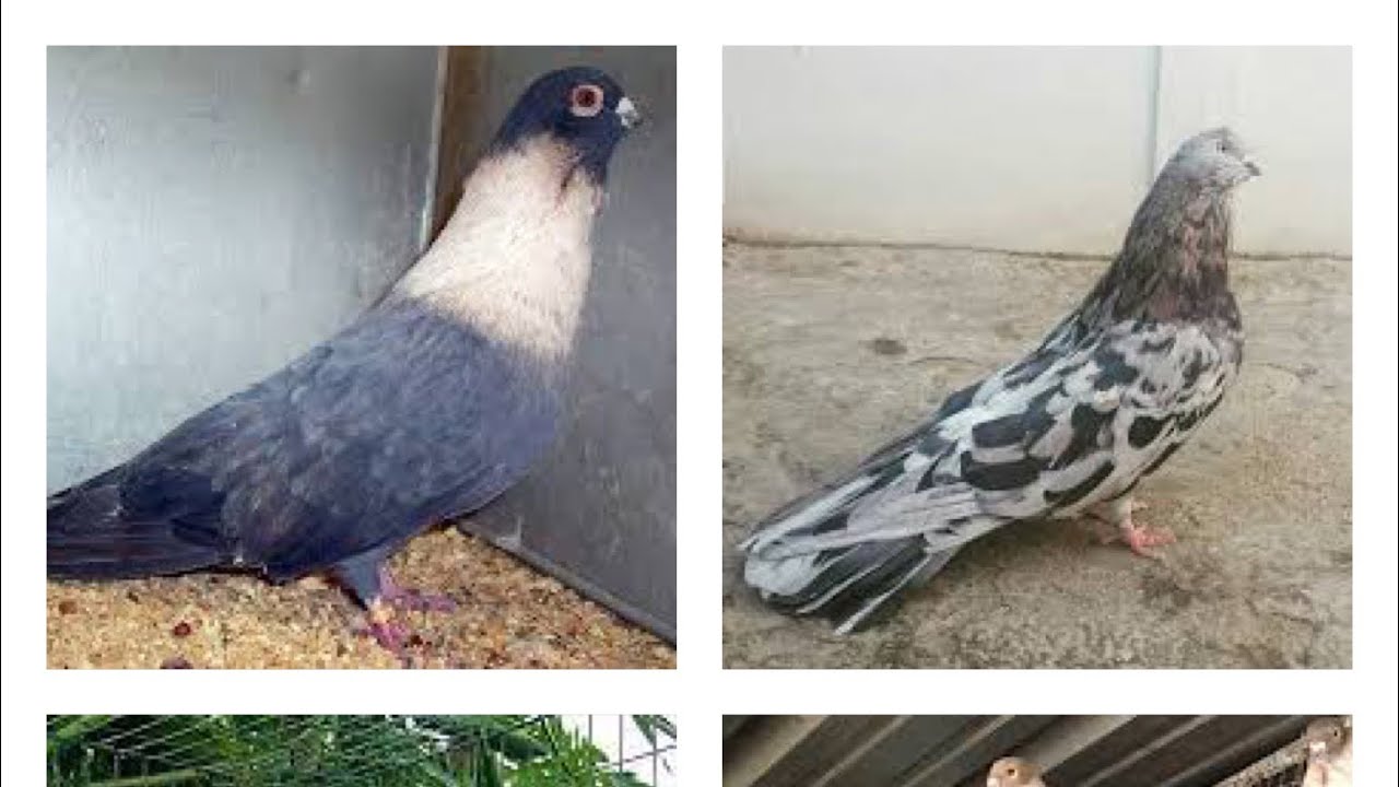 Meet the Best Iranian Pigeons on YouTube: Highflying Stars - YouTube