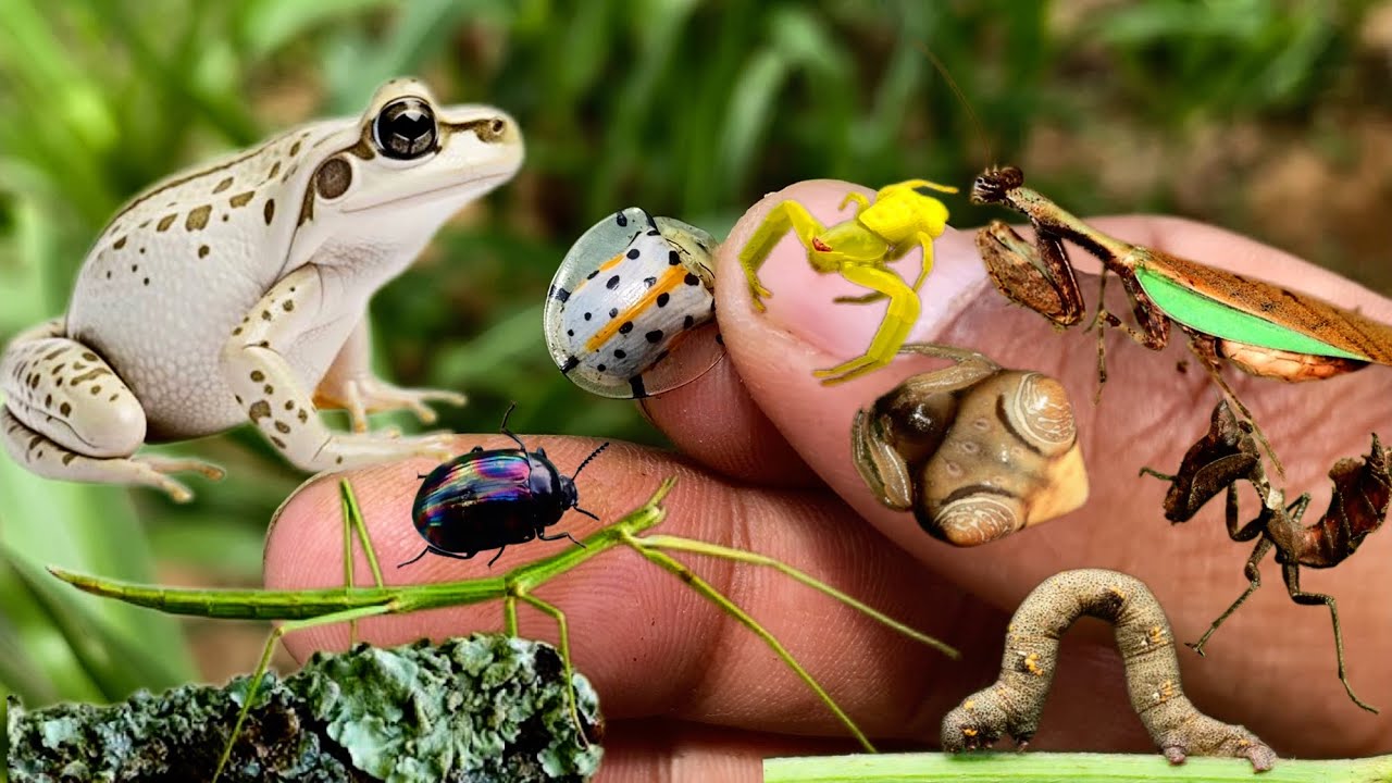 catching insects, beetles, mantis sticks, frogs, spiders - YouTube