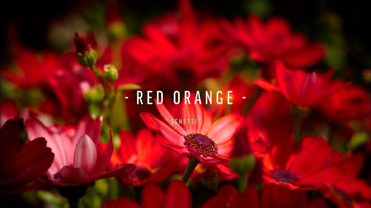 Senetti® Red Orange (Sene Igonii) - YouTube
