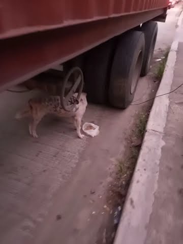Stray Dog - rescued already by Happy Animals Club Team - YouTube