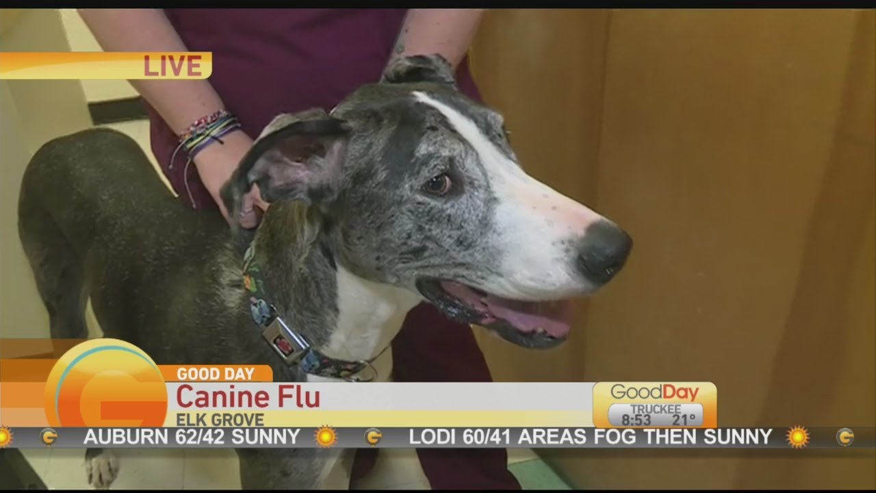 Dog Flu Vaccines - YouTube