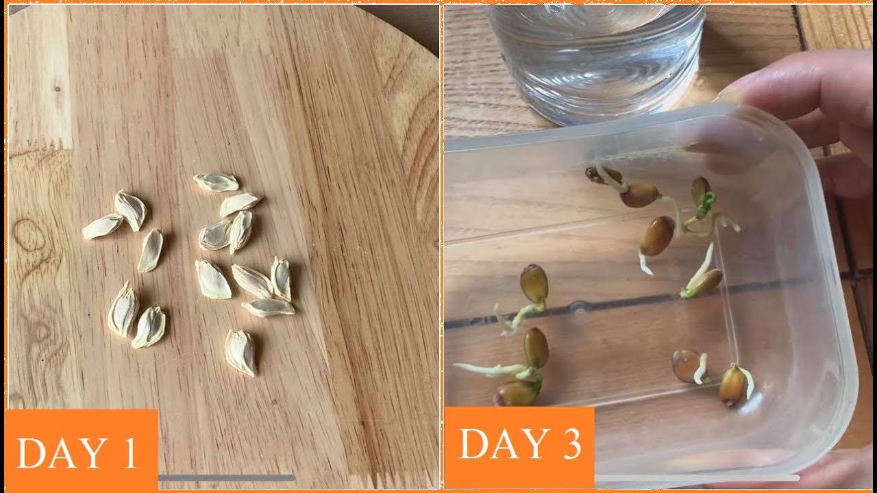 How to grow grapefruit from seeds .Germinated after 3 days - YouTube